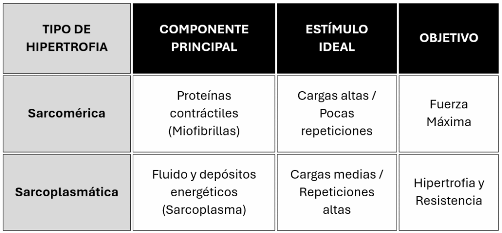Crecimiento Muscular: Hipertrofia e Hiperplasia Explicados - Blog ...